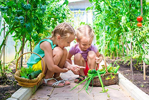 Heirloom Vegetable Seeds for Planting: 13 Varieties of Organic Non-GMO Open Pollinated Garden Seed - Weird and Rare Varieties Perfect for Kids and School Gardens