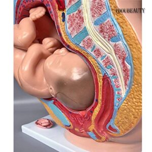 Medical Anatomical Pregnant Human Female Pelvis with Pregnancy 9 Months Baby Fetus Model Life Size with Removable Organs, 4-Parts, Hand Painted