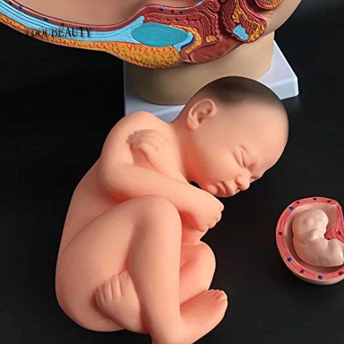 Medical Anatomical Pregnant Human Female Pelvis with Pregnancy 9 Months Baby Fetus Model Life Size with Removable Organs, 4-Parts, Hand Painted