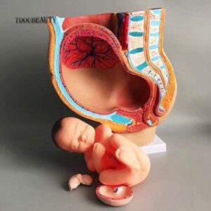 Medical Anatomical Pregnant Human Female Pelvis with Pregnancy 9 Months Baby Fetus Model Life Size with Removable Organs, 4-Parts, Hand Painted