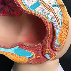 Medical Anatomical Pregnant Human Female Pelvis with Pregnancy 9 Months Baby Fetus Model Life Size with Removable Organs, 4-Parts, Hand Painted