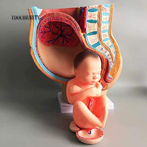 Medical Anatomical Pregnant Human Female Pelvis with Pregnancy 9 Months Baby Fetus Model Life Size with Removable Organs, 4-Parts, Hand Painted