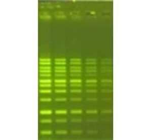 safe dna gel stain (1:20,000), 1ml