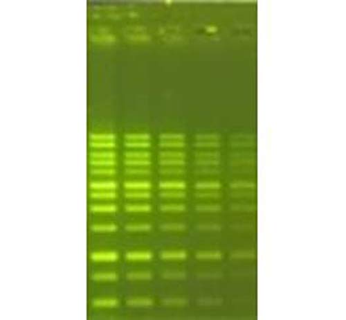 Safe DNA Gel Stain (1:20,000), 1ml