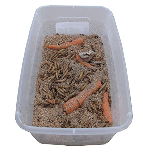 NutriCricket 250 Premium Live Large Superworms Shipped