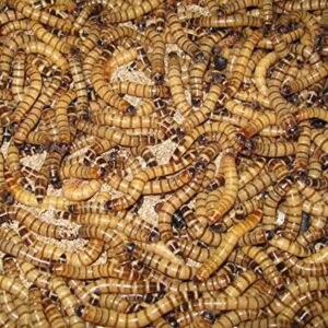 NutriCricket 250 Premium Live Large Superworms Shipped