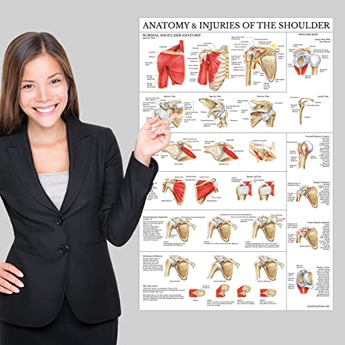 Palace Learning LAMINATED Anatomy and Injuries of the Shoulder Poster - Shoulder Joint Anatomical Chart