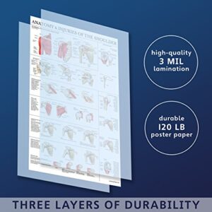 Palace Learning LAMINATED Anatomy and Injuries of the Shoulder Poster - Shoulder Joint Anatomical Chart