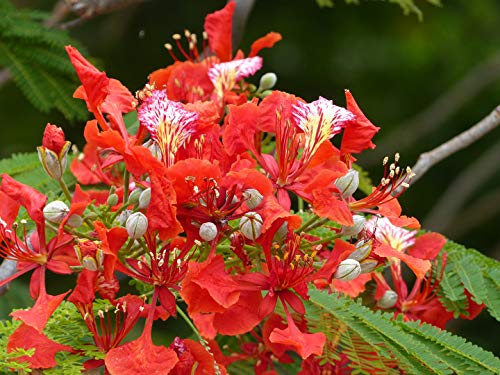 20 Seeds Delonix regia B6 Royal Poinciana Flamboyant Flame Tree Gulmohar