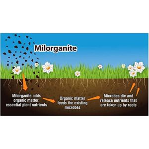 Milorganite Slow-Release Nitrogen Fertilizer, 32-Pound - (4 Bags)