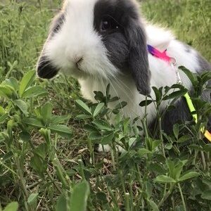 Rabbit Harness Lead Leash Soft Nylon, Adorable Colorful Rainbow Adjustable Harness Collar, Outdoor Walking Buckle Leash