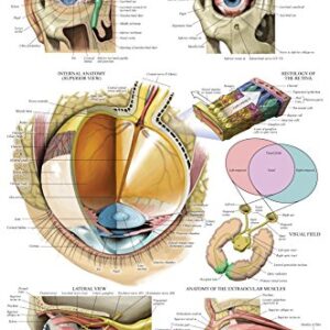 Palace Learning LAMINATED Eye Anatomical Poster - Human Eye Anatomy Chart - 18" x 24"