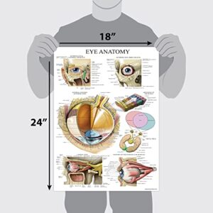 Palace Learning LAMINATED Eye Anatomical Poster - Human Eye Anatomy Chart - 18" x 24"