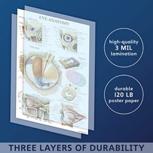 Palace Learning LAMINATED Eye Anatomical Poster - Human Eye Anatomy Chart - 18" x 24"