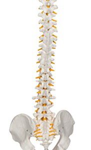 29" Flexible Chiropractic Spine Model with Stand by Trademark Scientific