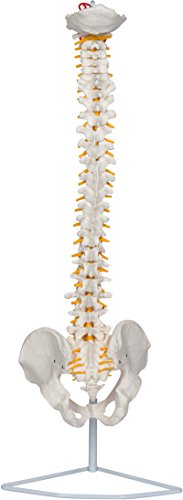 29" Flexible Chiropractic Spine Model with Stand by Trademark Scientific