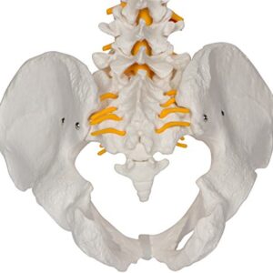 29" Flexible Chiropractic Spine Model with Stand by Trademark Scientific