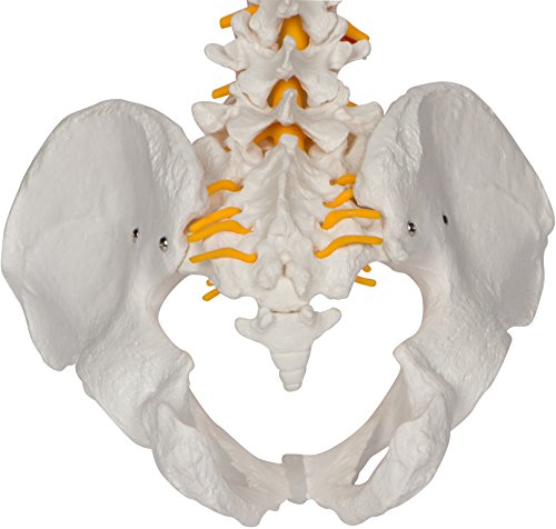 29" Flexible Chiropractic Spine Model with Stand by Trademark Scientific