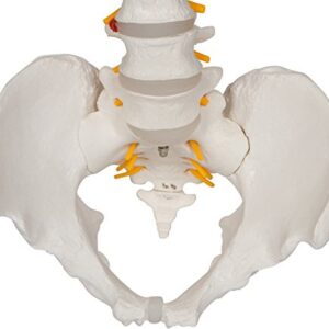 29" Flexible Chiropractic Spine Model with Stand by Trademark Scientific