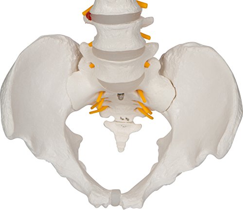 29" Flexible Chiropractic Spine Model with Stand by Trademark Scientific