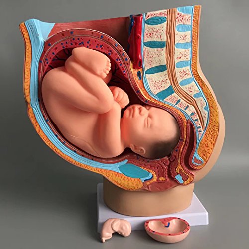 Human Female Pelvic Section Pregnancy Anatomical Model Nine Months Baby Fetus Model Life Size with Removable Organs 4-Parts