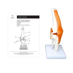 Knee Joint Anatomy Human Medical Model by Trademark Scientific