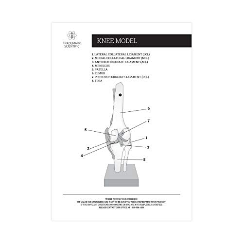 Knee Joint Anatomy Human Medical Model by Trademark Scientific