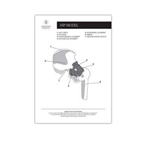 Hip Joint Anatomical Cast Scientific Model by Trademark Scientific