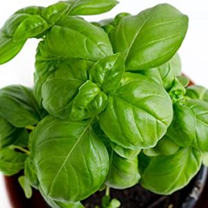 Genovese Basil Seeds for Planting - Heirloom Non-GMO USA Grown - 150+ Seeds - Premium Sweet Basil Seeds for Indoors or Outdoors by RDR Seeds