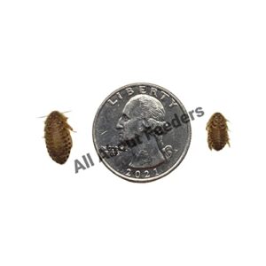 blaptica dubia 400 small dubia roaches in cup