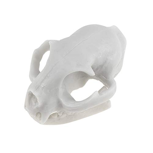 WINOMO Resin Fortune Cat Skull Skeleton Model