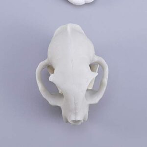 WINOMO Resin Fortune Cat Skull Skeleton Model