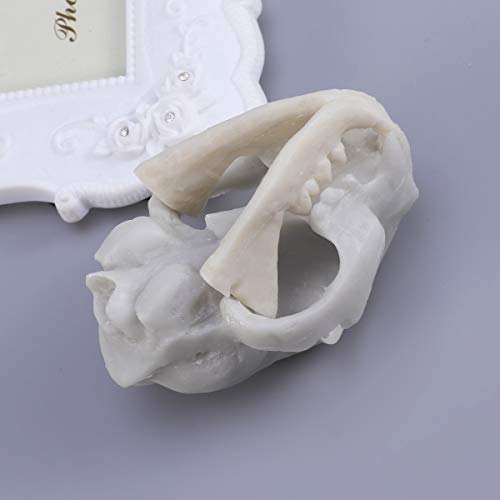 WINOMO Resin Fortune Cat Skull Skeleton Model