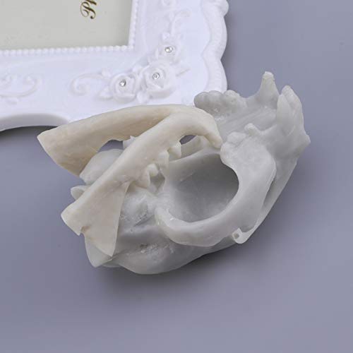 WINOMO Resin Fortune Cat Skull Skeleton Model