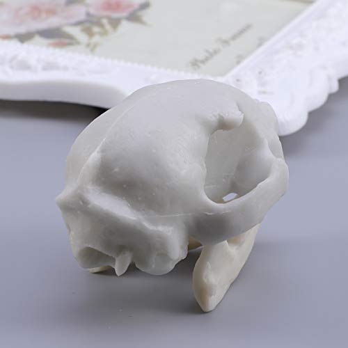 WINOMO Resin Fortune Cat Skull Skeleton Model