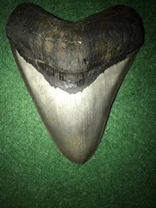 megalodon shark tooth fossil 5 to 5 1/2 inches millions of years old