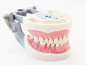 dental typodont model 200 type kilgore nissin removable teeth