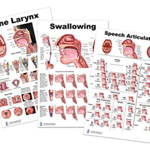 Anatomy Posters for SLP (Larynx, Swallowing, Speech Articulation 24x36)