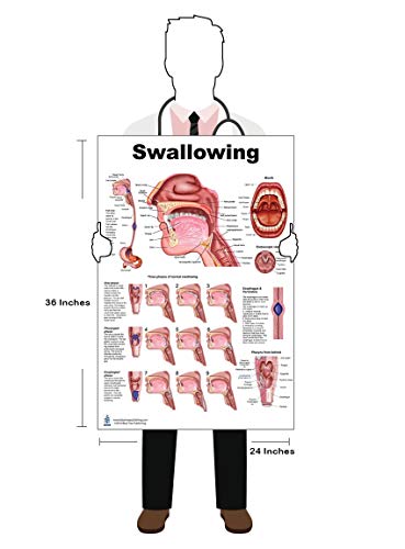 Anatomy Posters for SLP (Larynx, Swallowing, Speech Articulation 24x36)