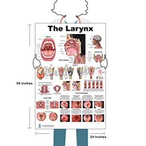 Anatomy Posters for SLP (Larynx, Swallowing, Speech Articulation 24x36)