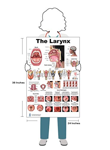 Anatomy Posters for SLP (Larynx, Swallowing, Speech Articulation 24x36)