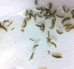 AQUACULTURE NURSERY FARMS Amphipods Saltwater Aquacultured Amphipods for Sale (100 cnt)