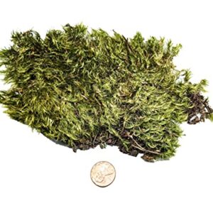 Josh's Frogs Dried Mood Moss (1 Gallon Bag)