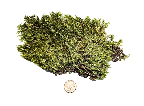 Josh's Frogs Dried Mood Moss (1 Gallon Bag)