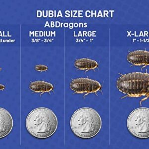 600 Small Dubia Roaches in Cup