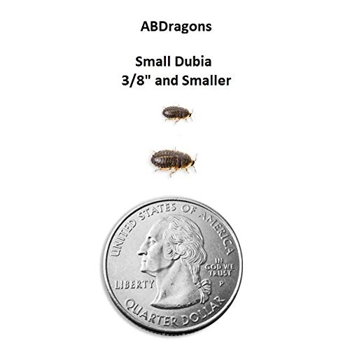 600 Small Dubia Roaches in Cup