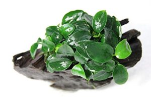 anubias petite on driftwood | aquarium plants factory