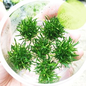 Greenpro Cryptocoryne Parva Freshwater Live Aquarium Plants TC Cup Fish Tank Decoration