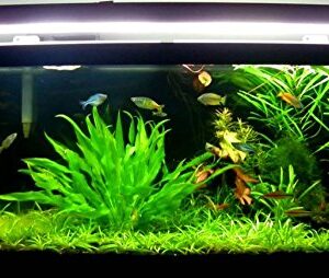 Greenpro Cryptocoryne Parva Freshwater Live Aquarium Plants TC Cup Fish Tank Decoration