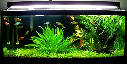 Greenpro Cryptocoryne Parva Freshwater Live Aquarium Plants TC Cup Fish Tank Decoration